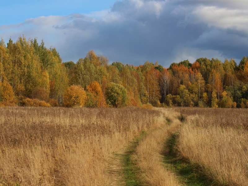 По дороге в яркий лес! / On the way to the bright forest! | svet-tsvet.ru