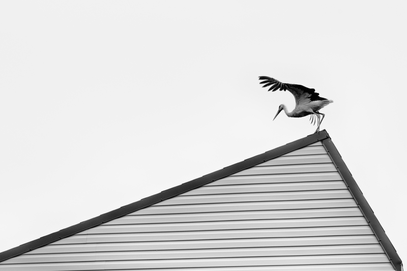 Стартовая позиция / Starting position | svet-tsvet.ru